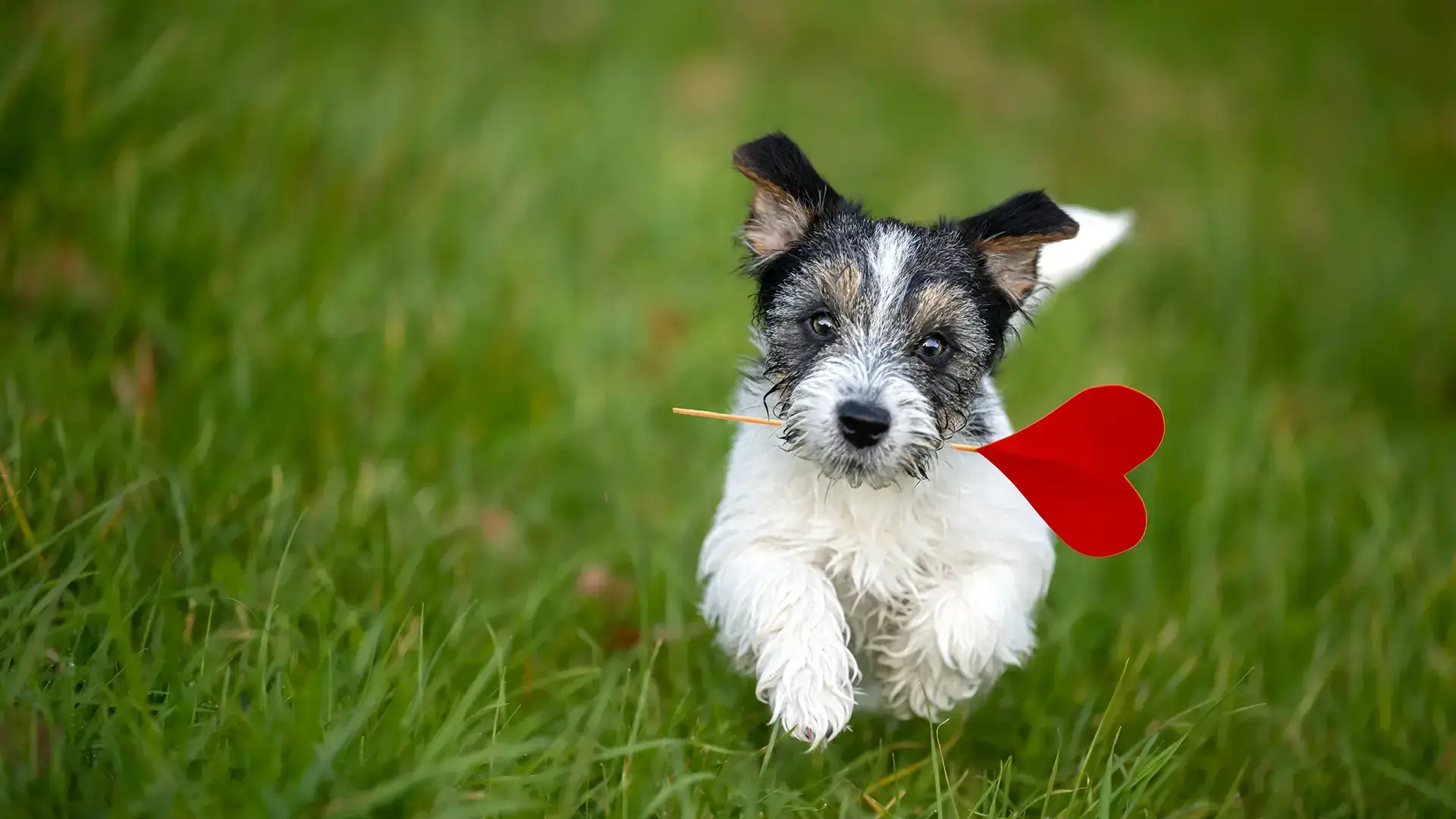 Happy Hounds Animal Rescue Foundation | OKC Animal Rescue